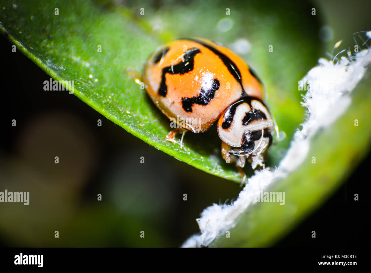 Macro world Photography Stock Photo - Alamy
