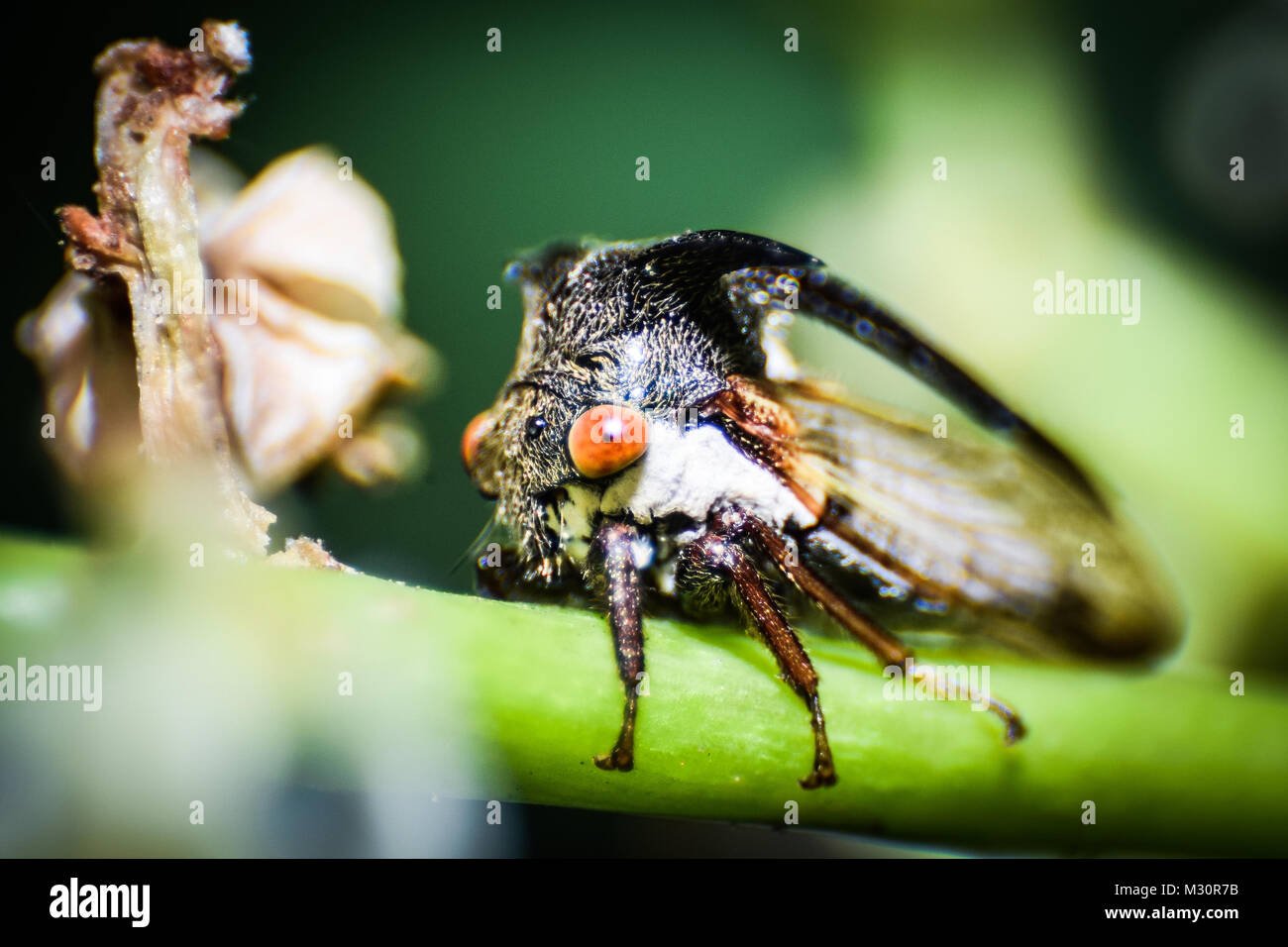 Macro world Photography Stock Photo - Alamy