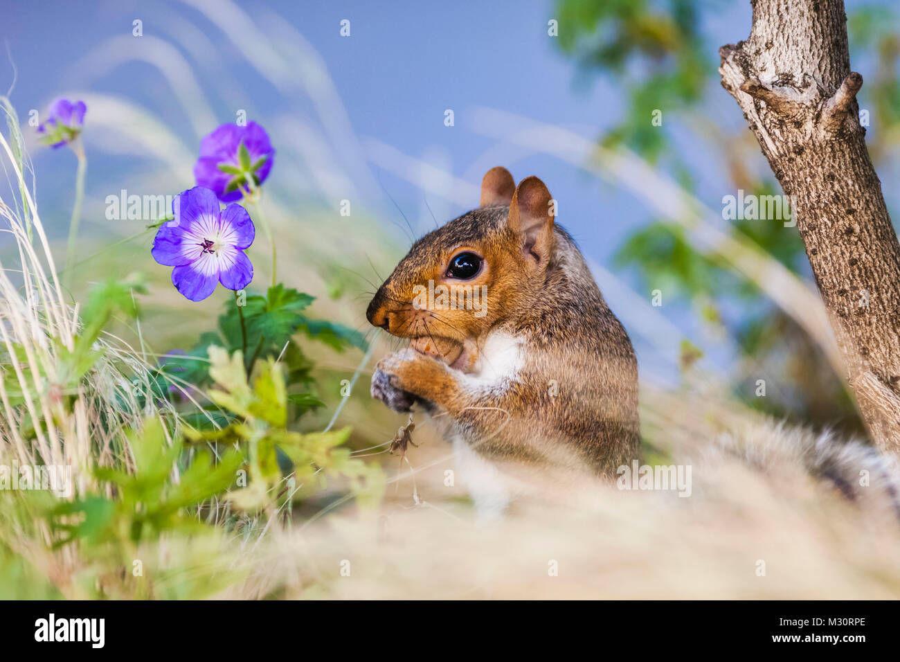 Squirrels england hi-res stock photography and images - Alamy