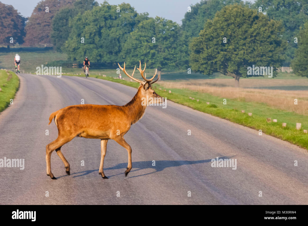 Stag england hi-res stock photography and images - Alamy