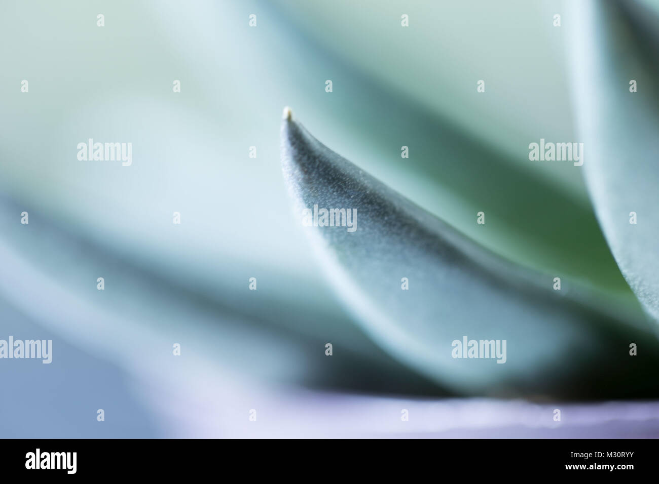 Succulent Leaf in Close-up Stock Photo - Alamy