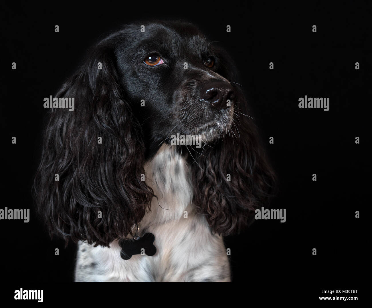 Beautiful female spaniel close-up on black background Stock Photo - Alamy