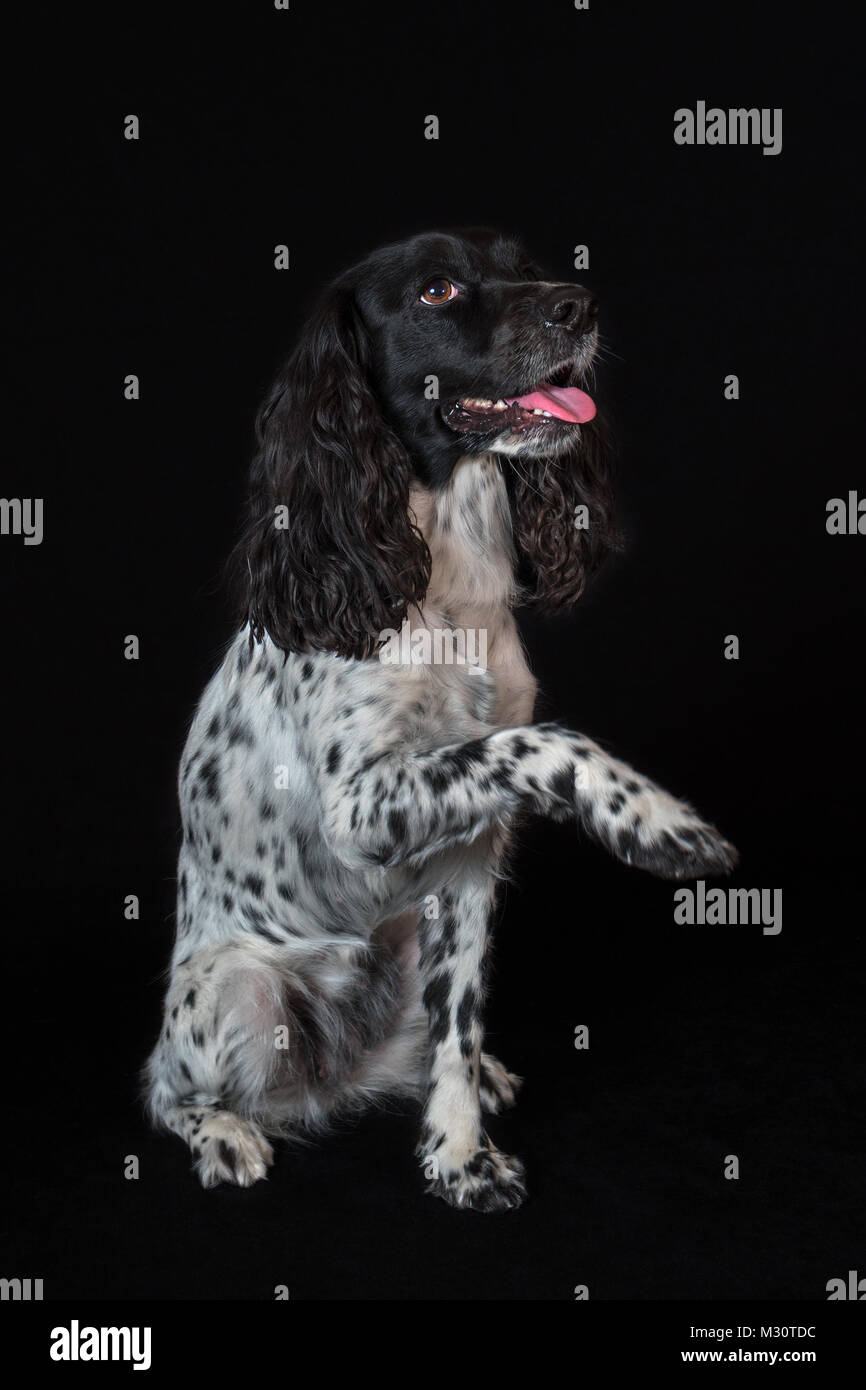 Black cocker spaniel paw hi-res stock photography and images - Alamy