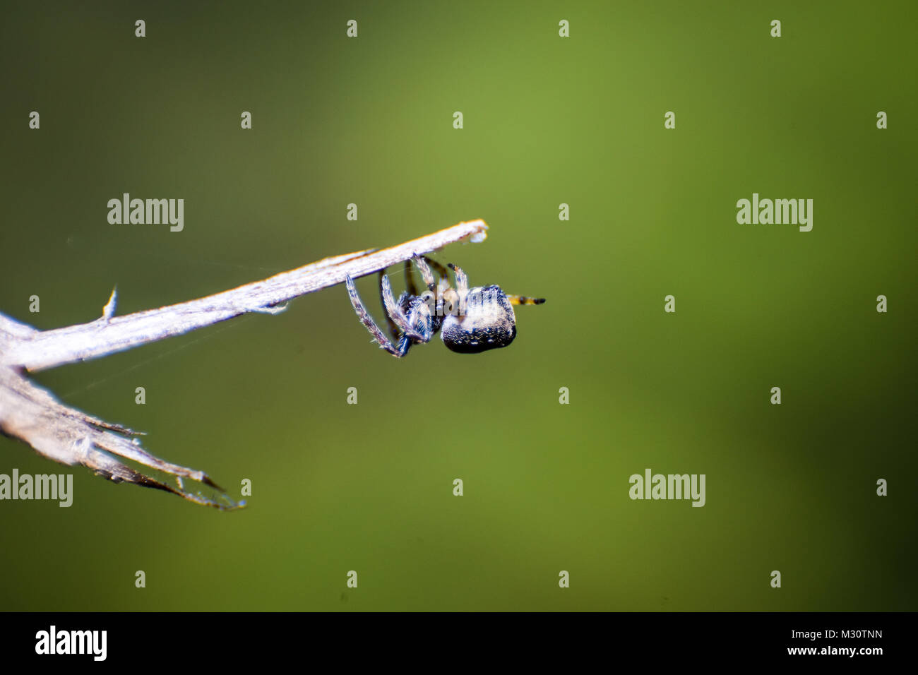 Macro world Photography Stock Photo - Alamy