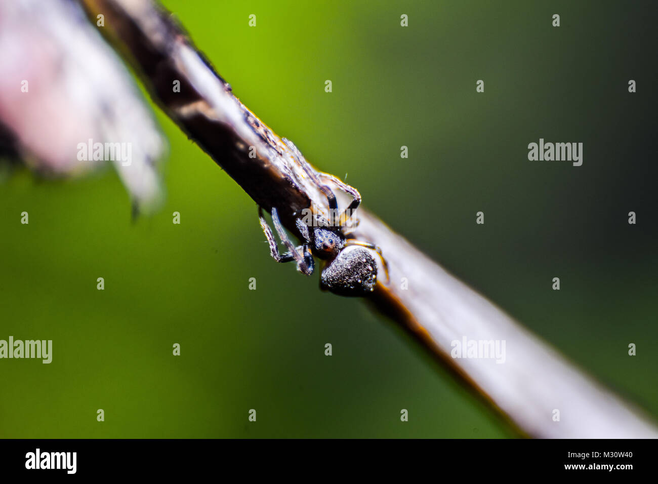 Macro world Photography Stock Photo - Alamy
