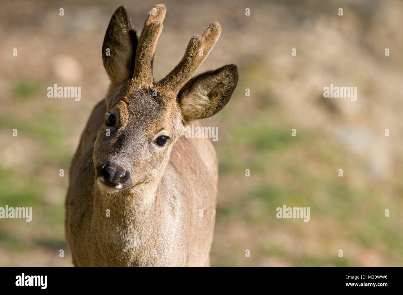 Deer with velvet hi-res stock photography and images - Alamy