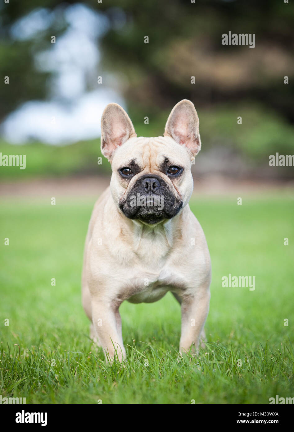 French bulldog hi-res stock photography and images - Alamy