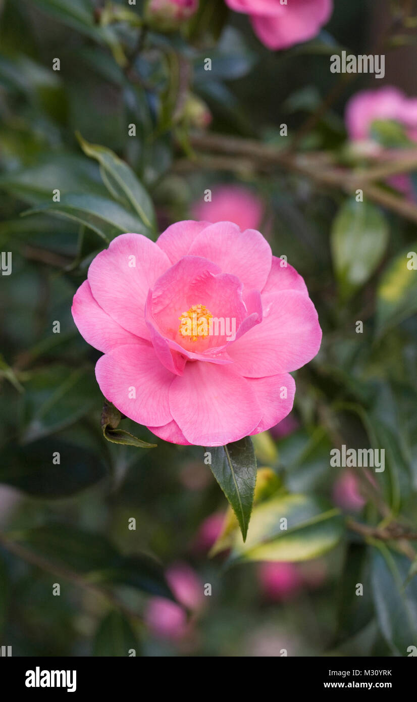 Camellia phyll doak hi-res stock photography and images - Alamy