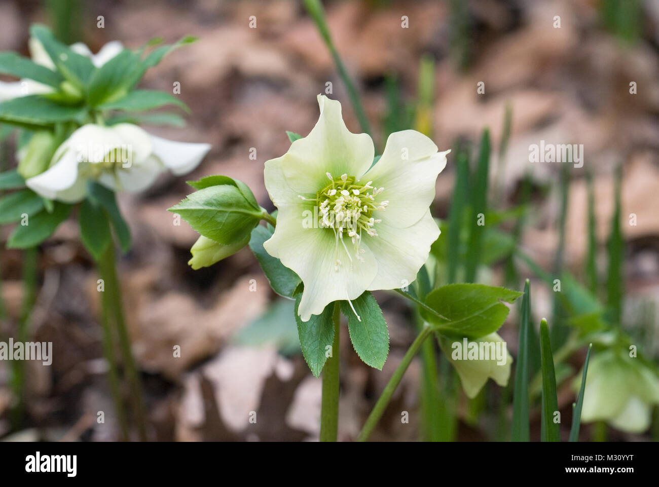 Hellebore plants hi-res stock photography and images - Alamy