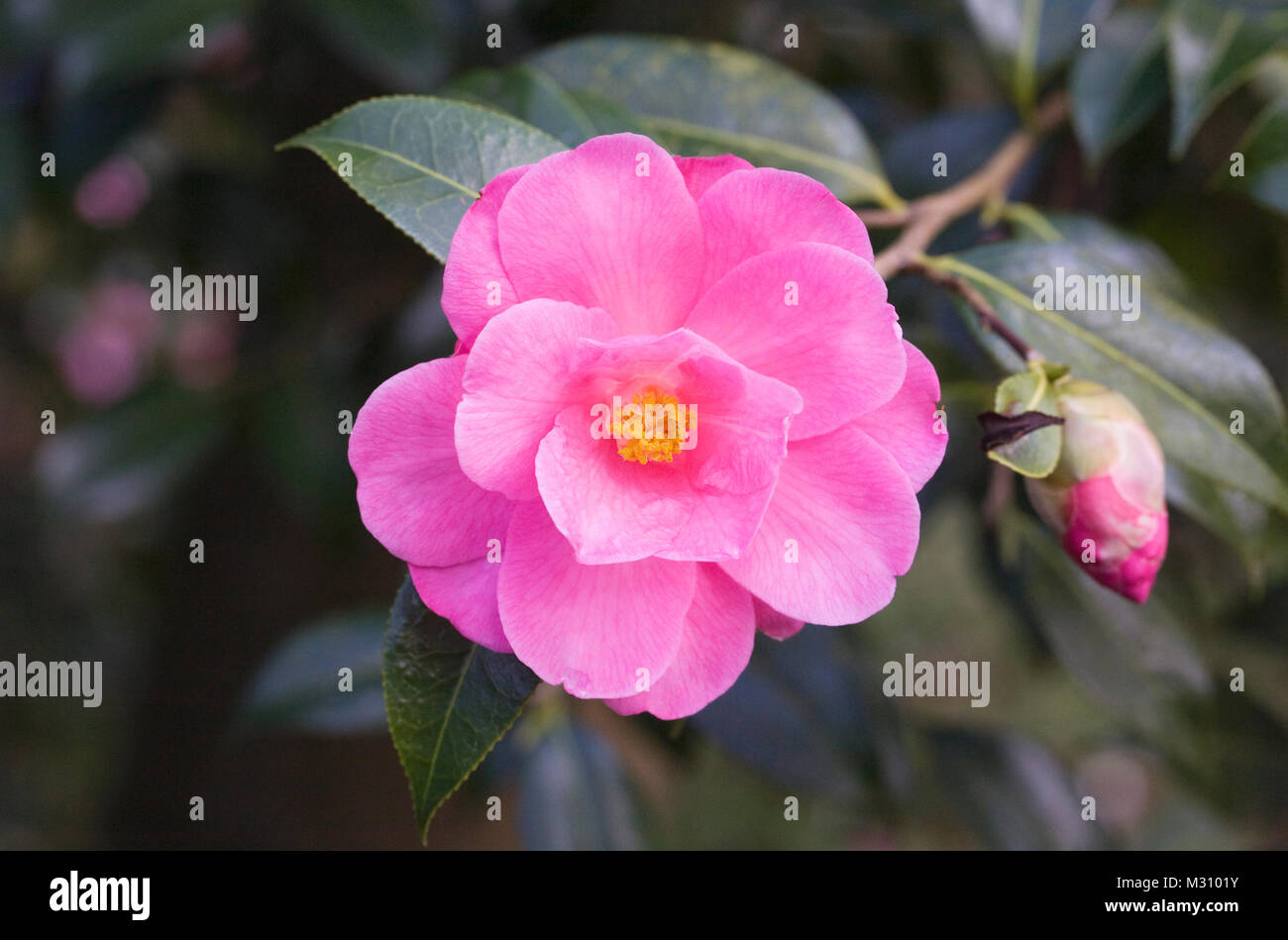 Garden camellia hi-res stock photography and images - Alamy