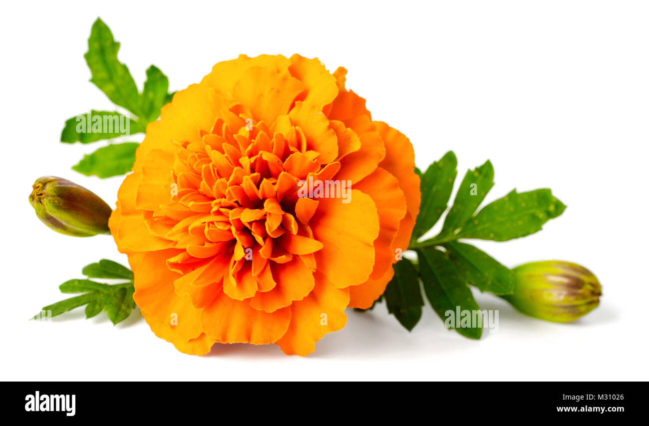 closeup of fresh marigold flower isolated on white Stock Photo - Alamy