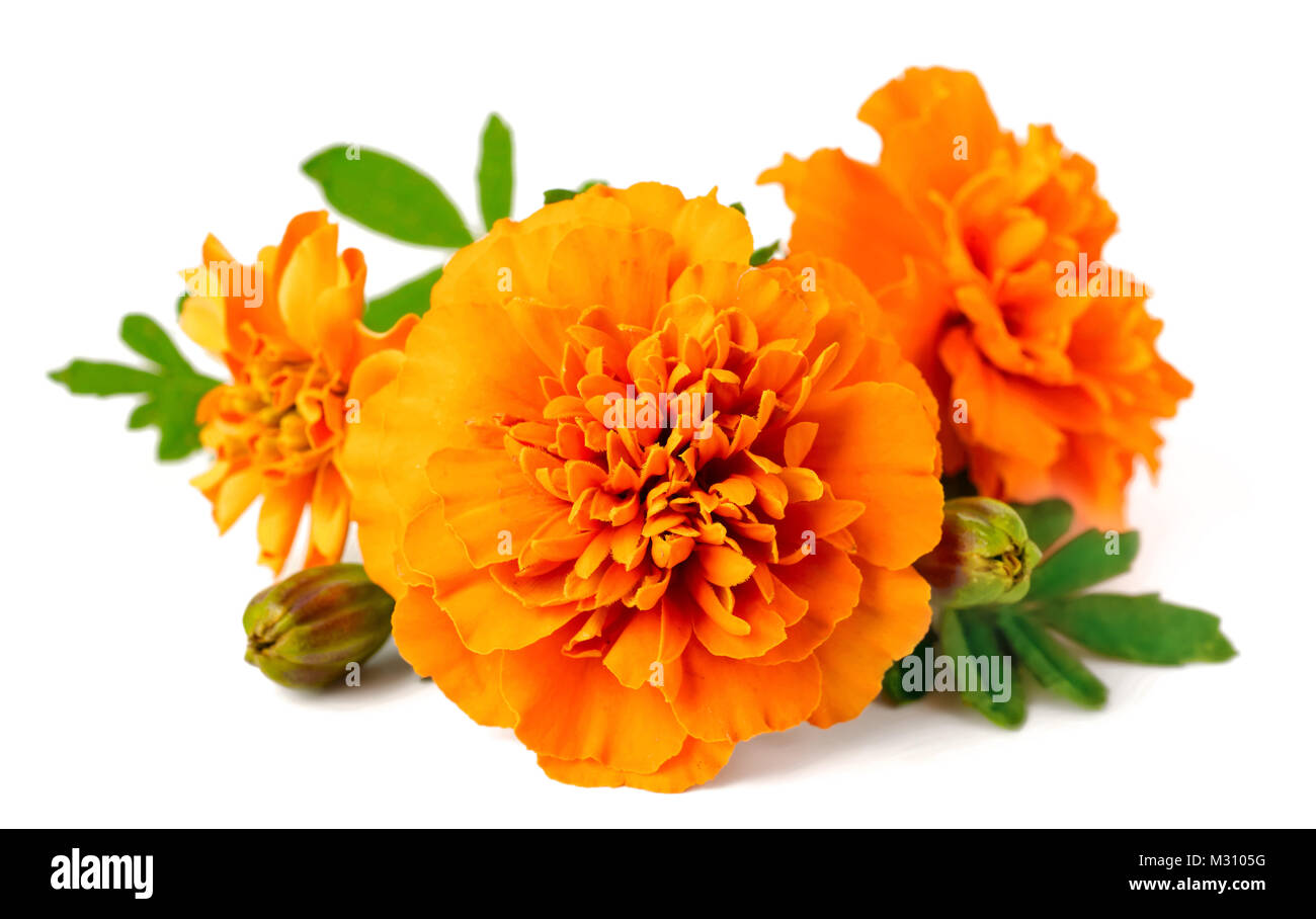 closeup of fresh marigold flower isolated on white Stock Photo - Alamy