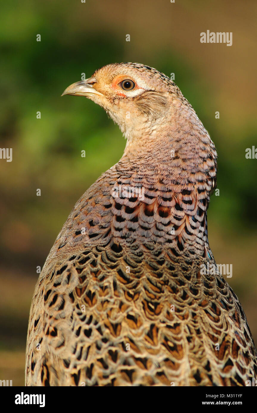 Common game hi-res stock photography and images - Alamy