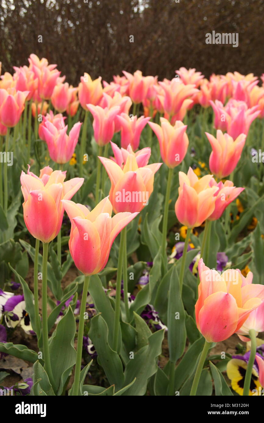 Tulips beautiful flowers hi-res stock photography and images - Alamy