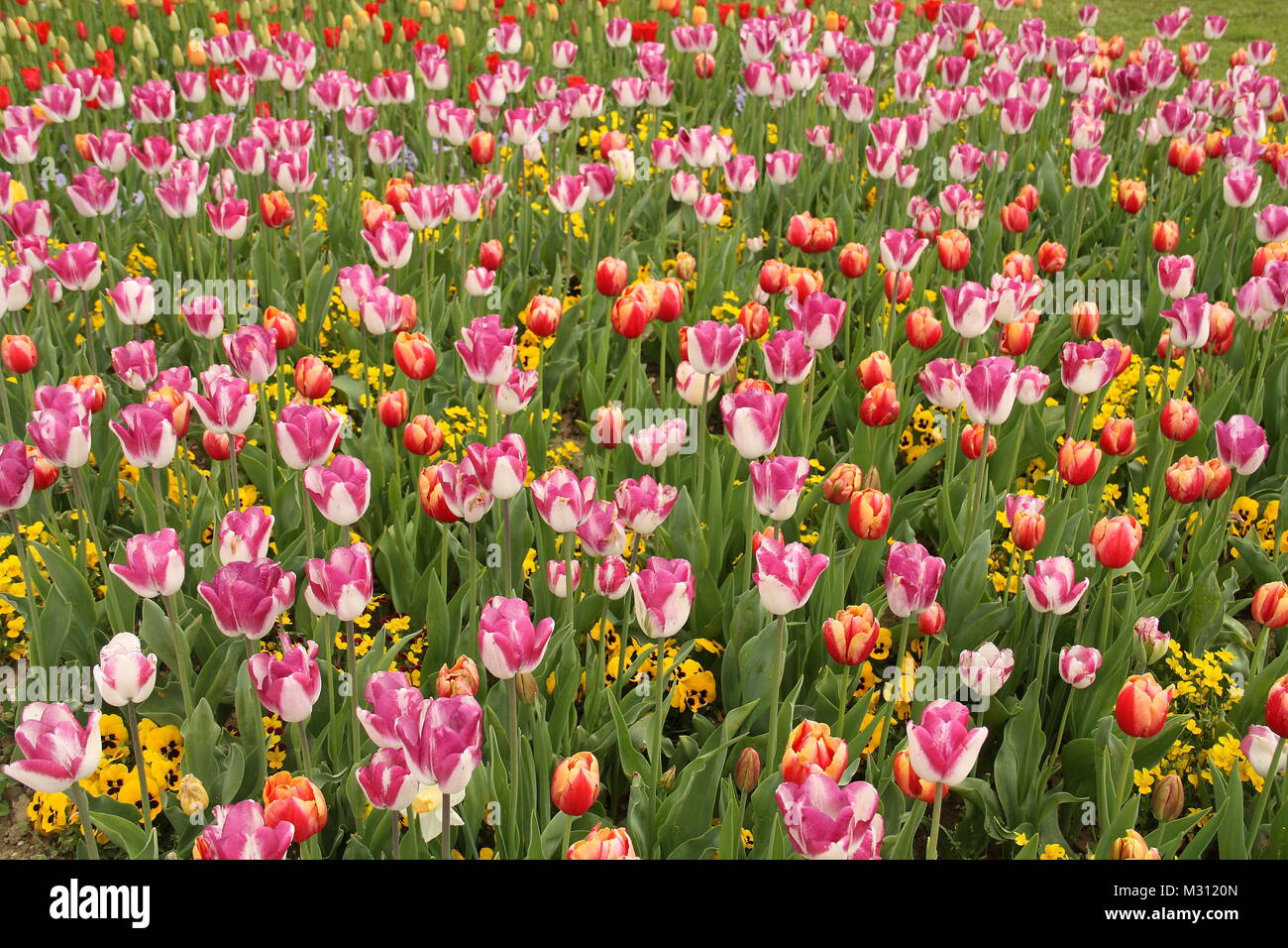 Beautiful landscape in spring Stock Photo - Alamy