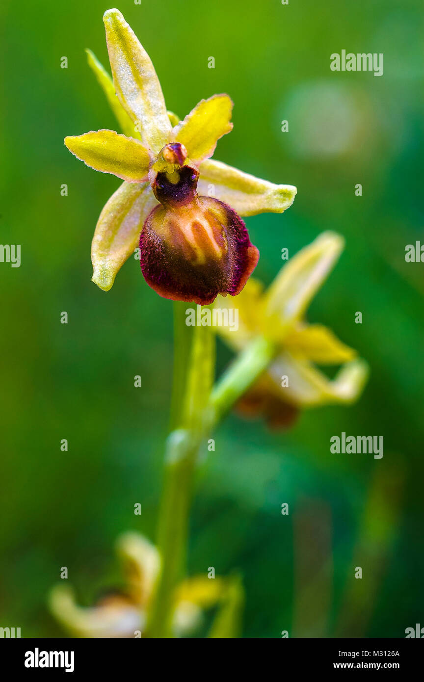 Orchid. Ophrys sphegodes.Beautiful flower, wildlife flower ...