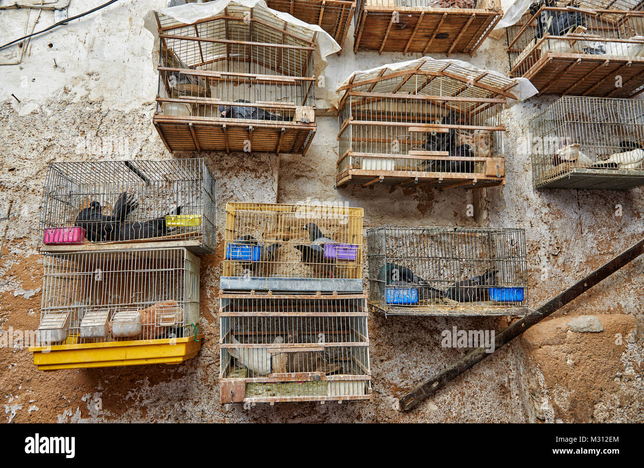 birds in cage in old town (medina) of Fez, Morocco, Africa Stock Photo ...