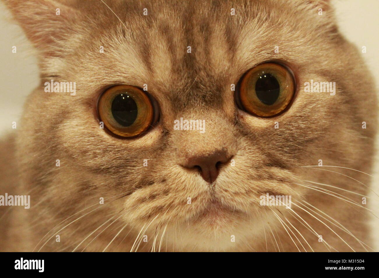 Angry fat cat Stock Photo - Alamy