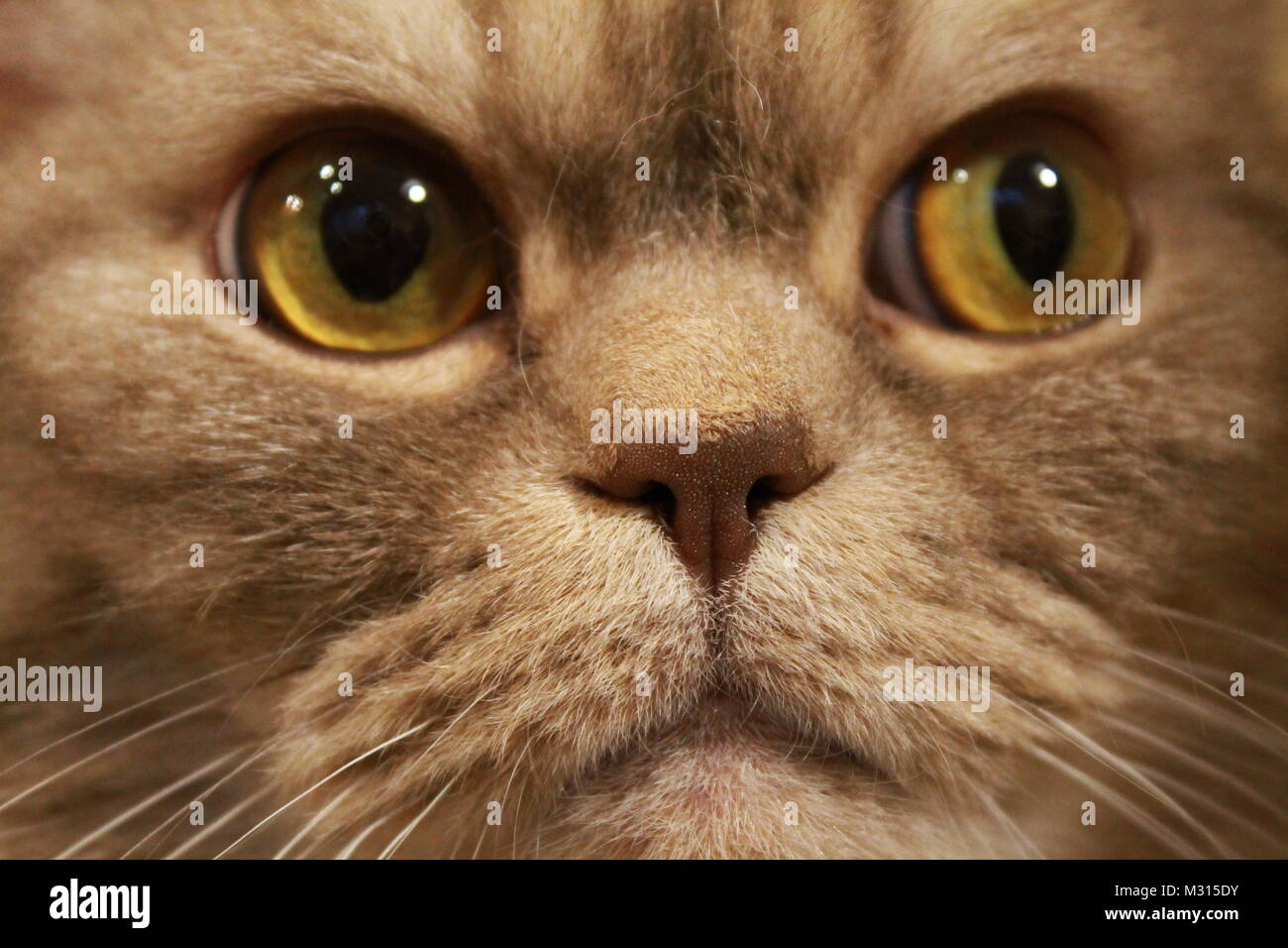 Angry fat cat Stock Photo - Alamy