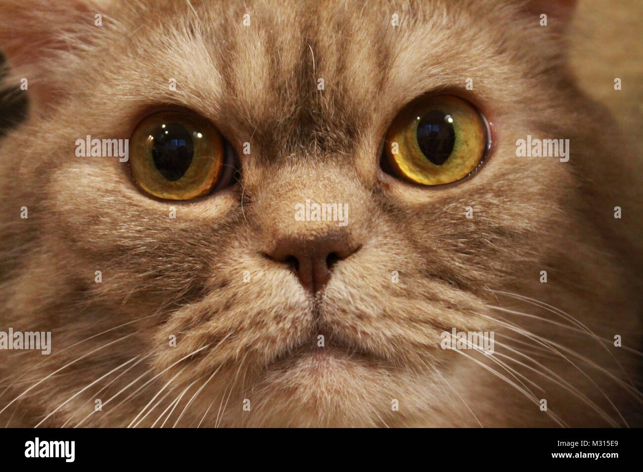 Angry fat cat Stock Photo - Alamy