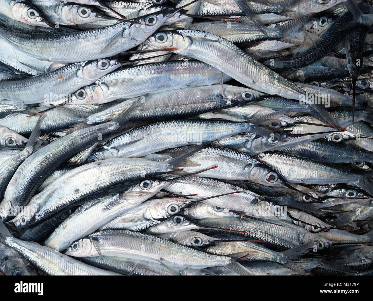 Caughtfish hi-res stock photography and images - Alamy