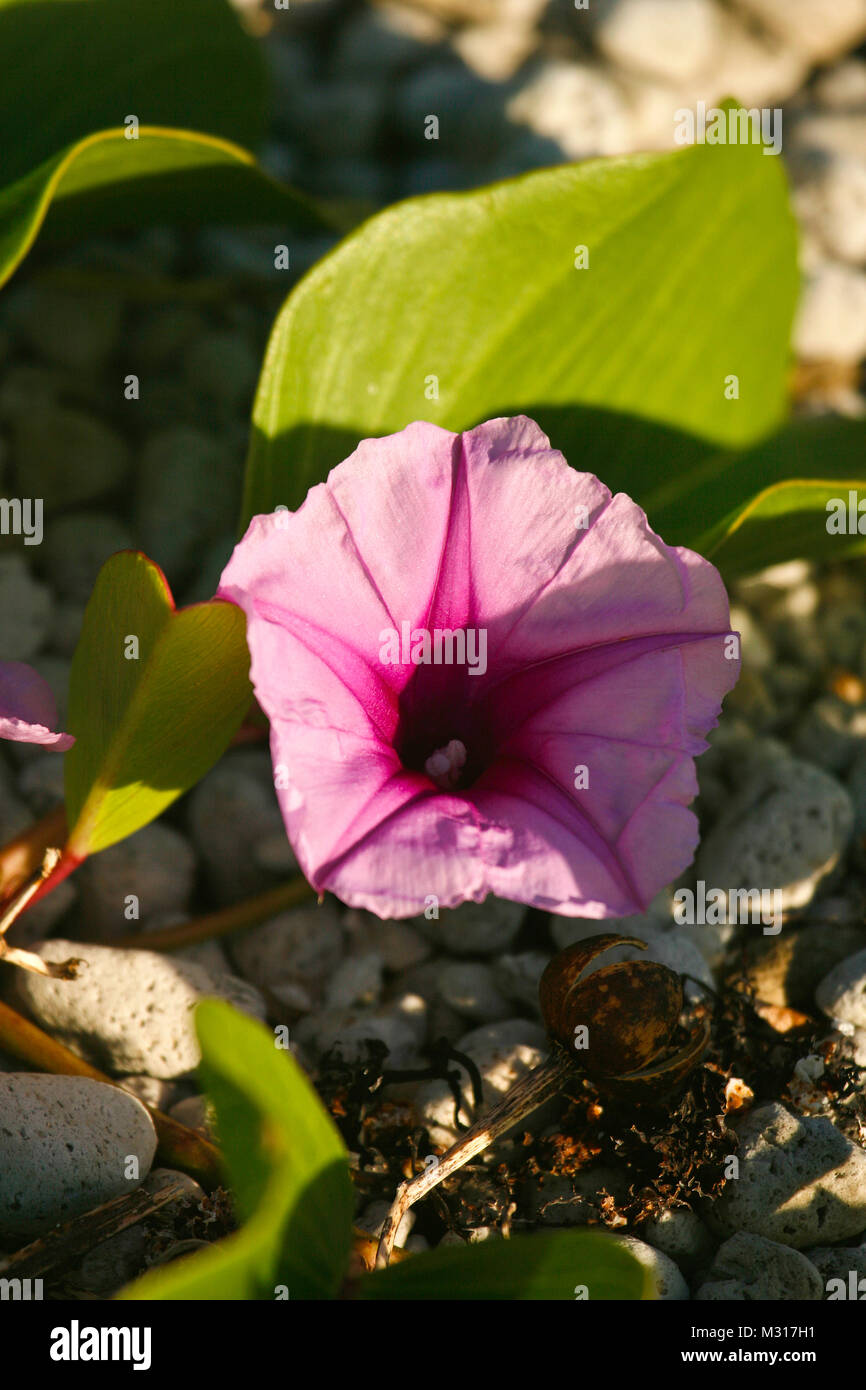 Lifuka island. Haapai islands, Tonga. Polynesia Stock Photo - Alamy