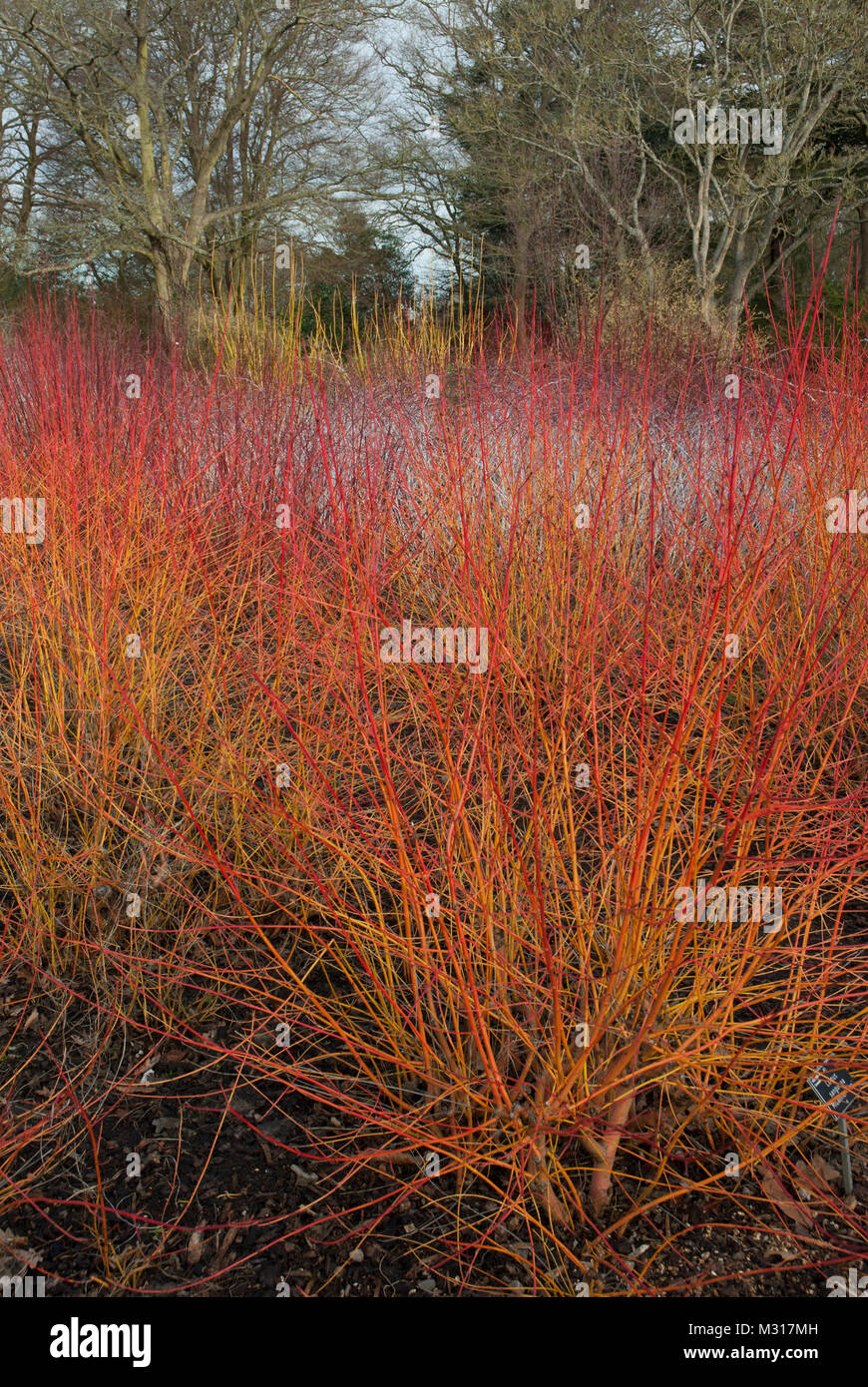 Midwinter fire cornus sanguinea hi-res stock photography and images - Alamy