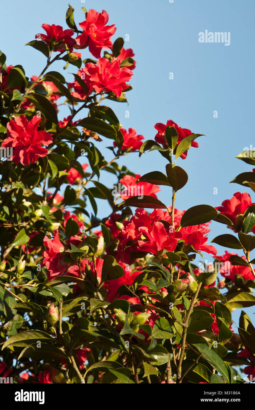Camellia 'Freedom Bell' with bright red semi-double profuse flowers ...