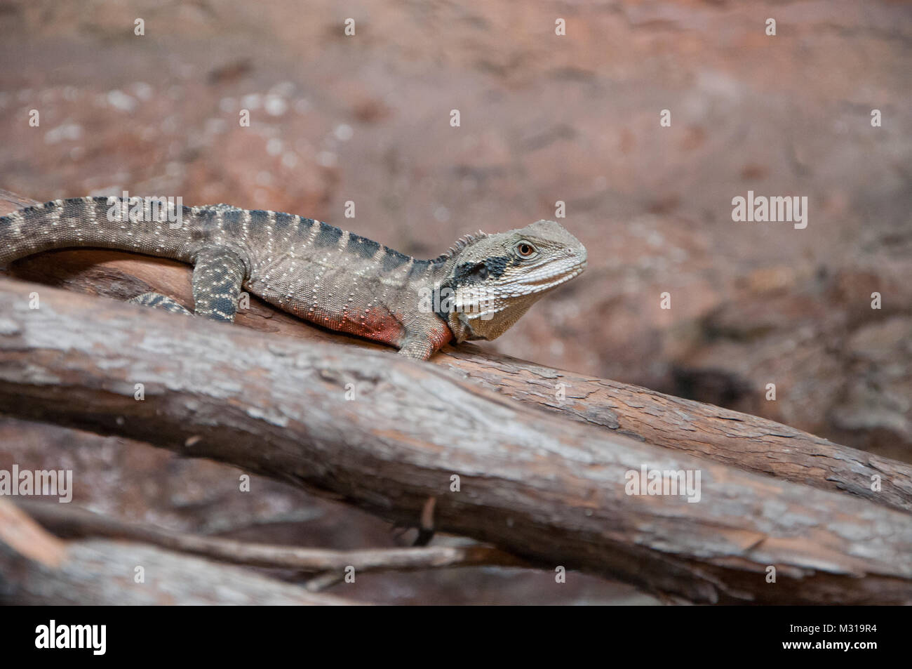 Tuatara hi-res stock photography and images - Alamy
