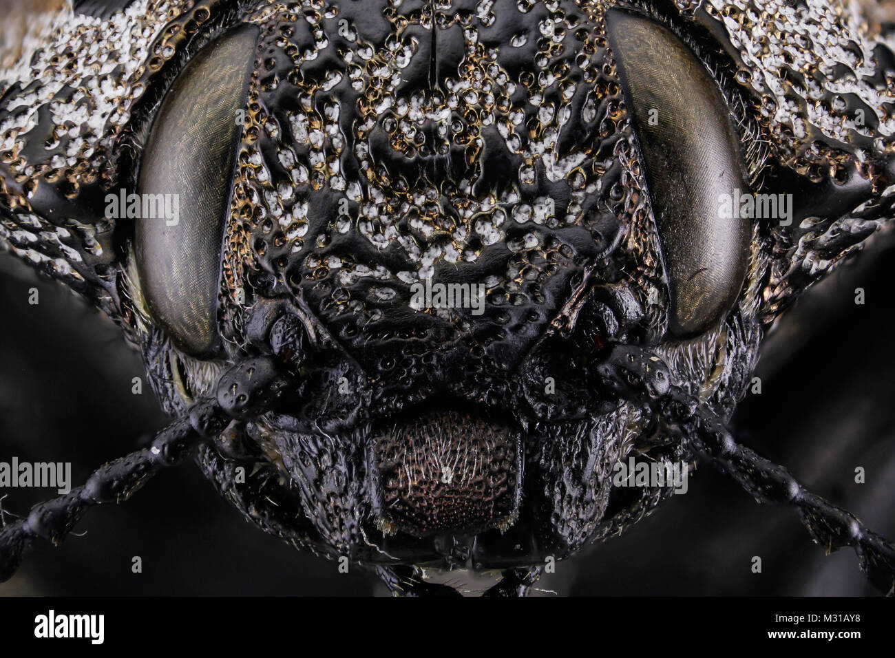 Macro Insect Eyes Stock Photo - Alamy