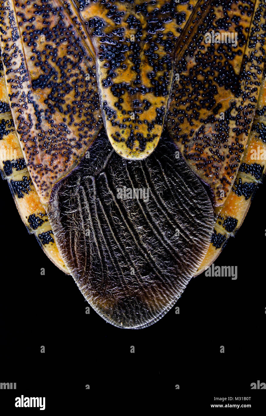Macro Yellow Nezara Stock Photo - Alamy