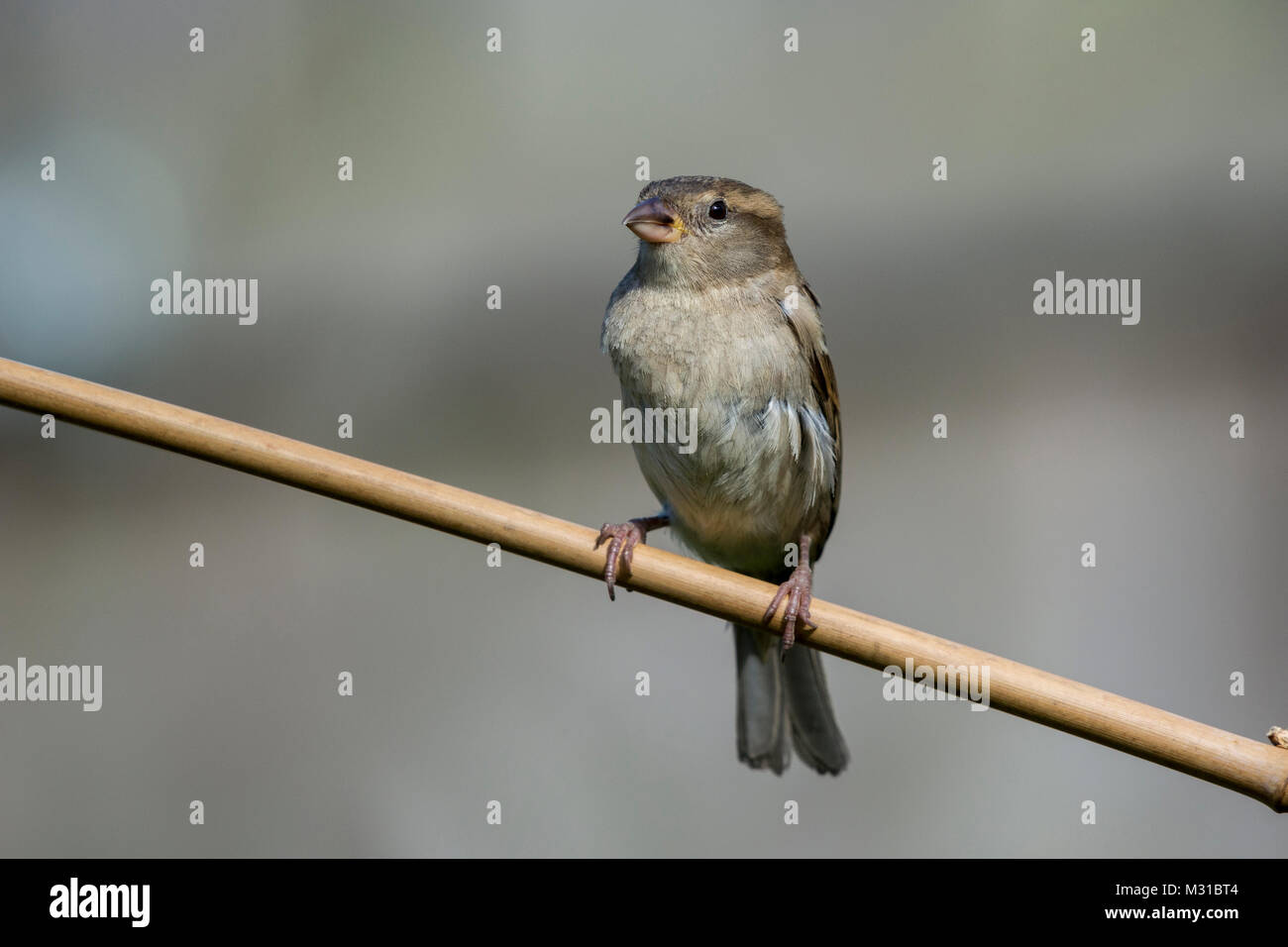 The Cute little feathered beauty - Common Sparrow Stock Photo - Alamy
