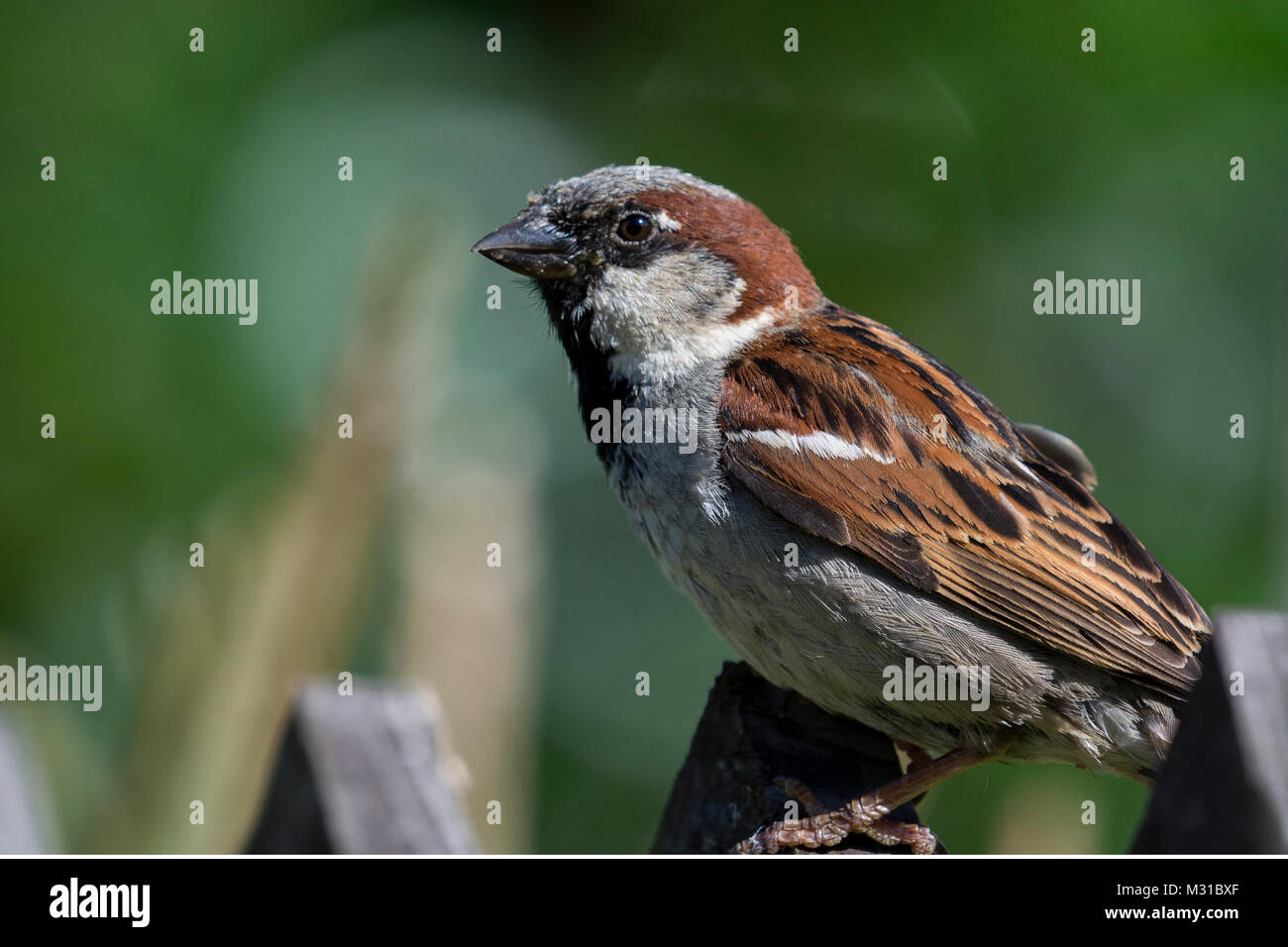 The Cute little feathered beauty - Common Sparrow Stock Photo - Alamy