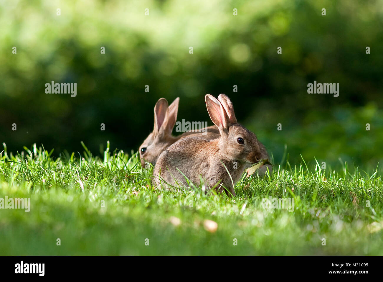 Wildkaninchen (Oryctolagus cuniculus Stock Photo - Alamy