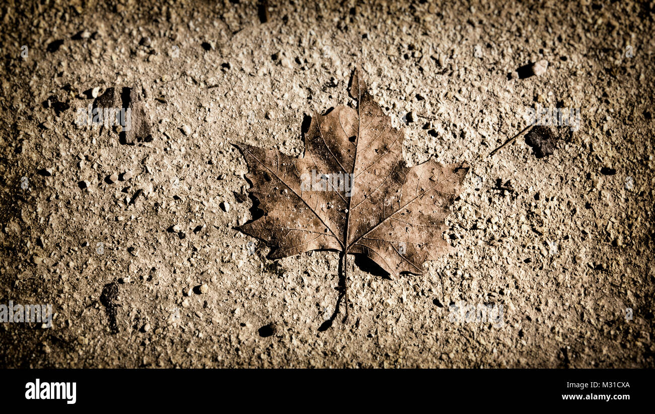 Maple leaf on the floor Stock Photo - Alamy