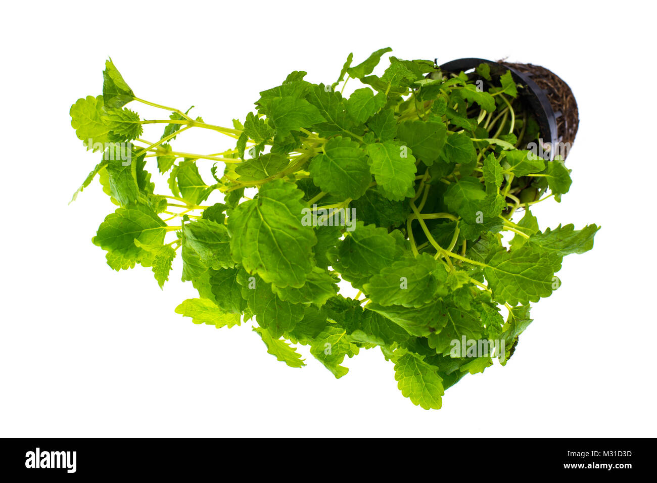 Growing lemon balm Cut Out Stock Images & Pictures - Alamy