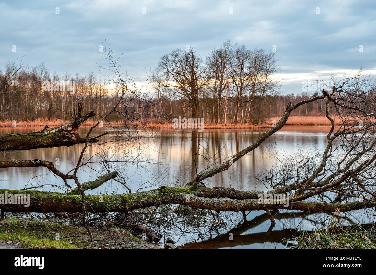 Beautiful colorful landscape. Plants and trees by the lake Stock Photo ...