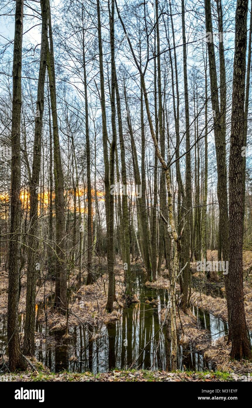 Seasonal swamp hi-res stock photography and images - Alamy