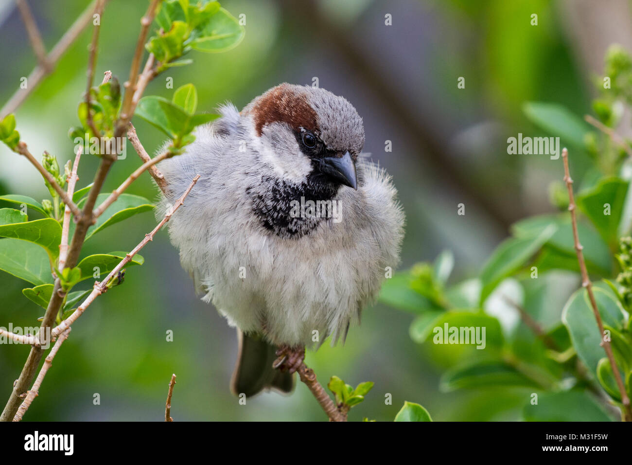 The Cute little feathered beauty - Common Sparrow Stock Photo - Alamy
