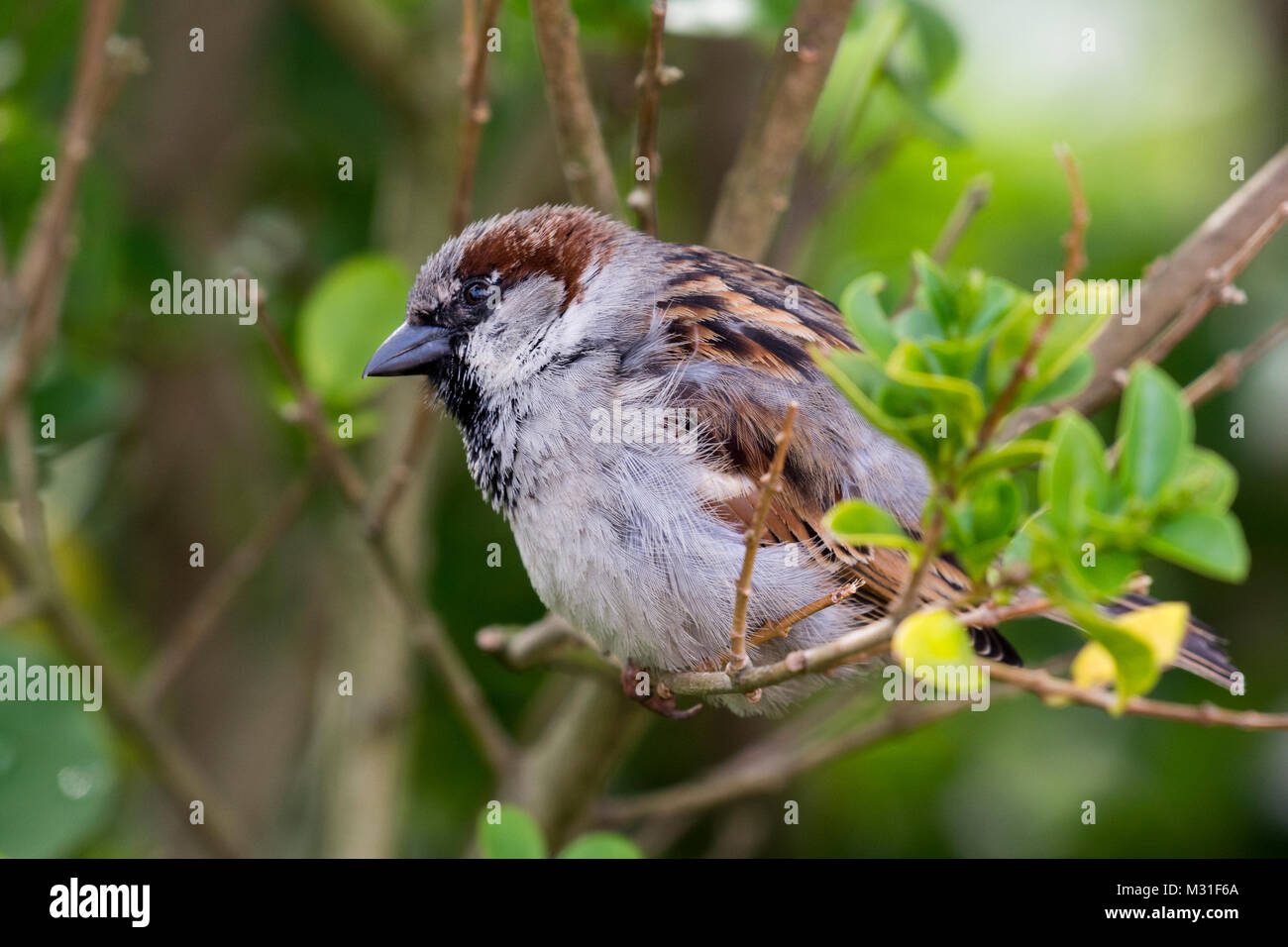 The Cute little feathered beauty - Common Sparrow Stock Photo - Alamy