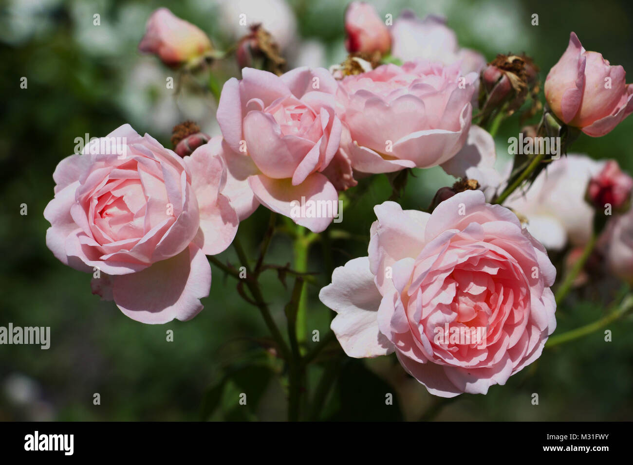 Darling gardens hi-res stock photography and images - Alamy