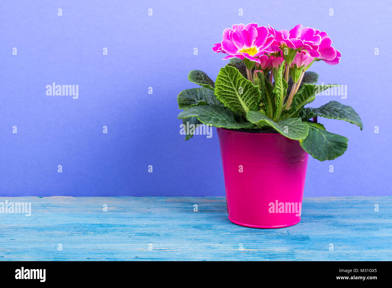 Flowering beautiful pink primrose on bright pastel background Stock ...