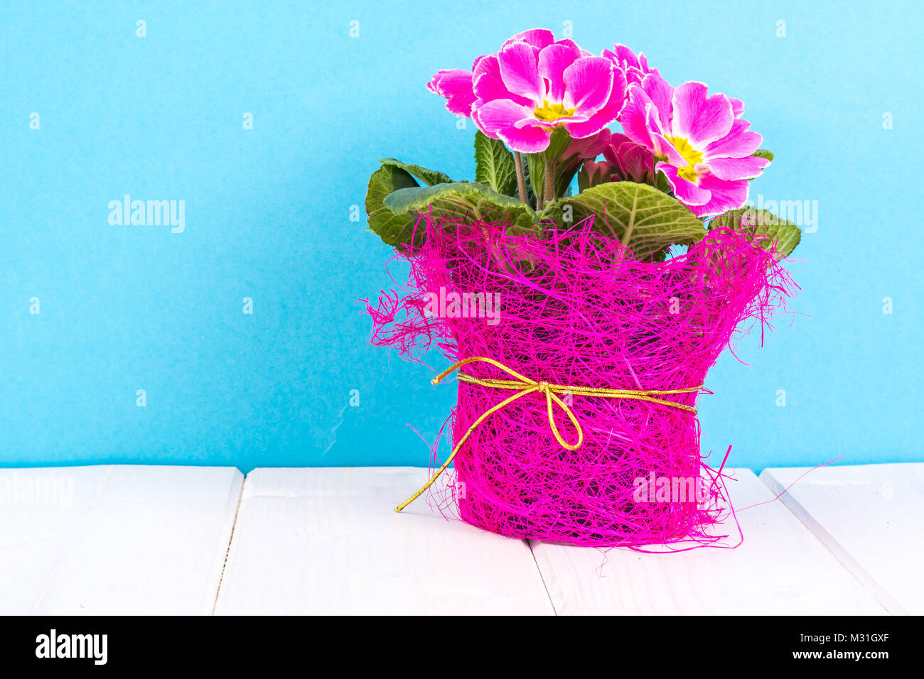 Flowering beautiful pink primrose on bright pastel background Stock ...