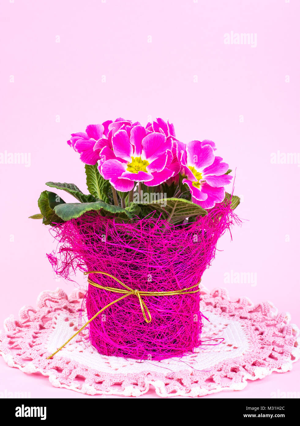 Flowering beautiful pink primrose on bright pastel background Stock ...