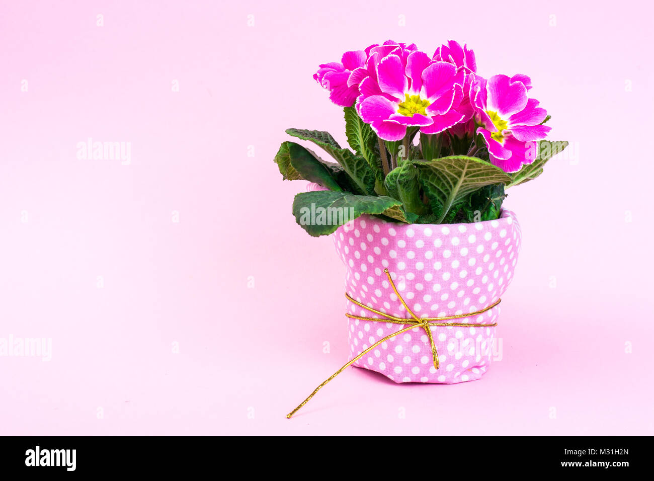 Flowering beautiful pink primrose on bright pastel background Stock ...