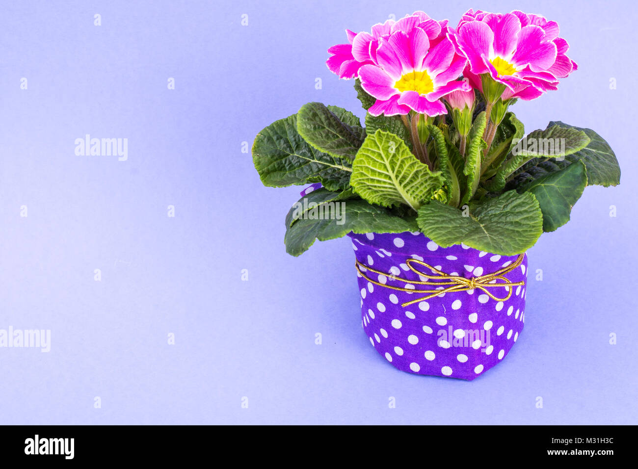 Flowering beautiful pink primrose on bright pastel background Stock ...