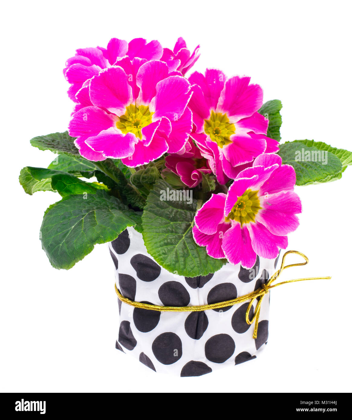 Flowering pink primrose on white background Stock Photo - Alamy