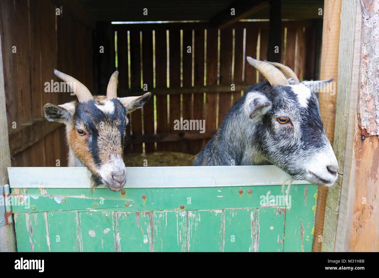 Billy goats at farm sticking their heads over door Stock Photo - Alamy