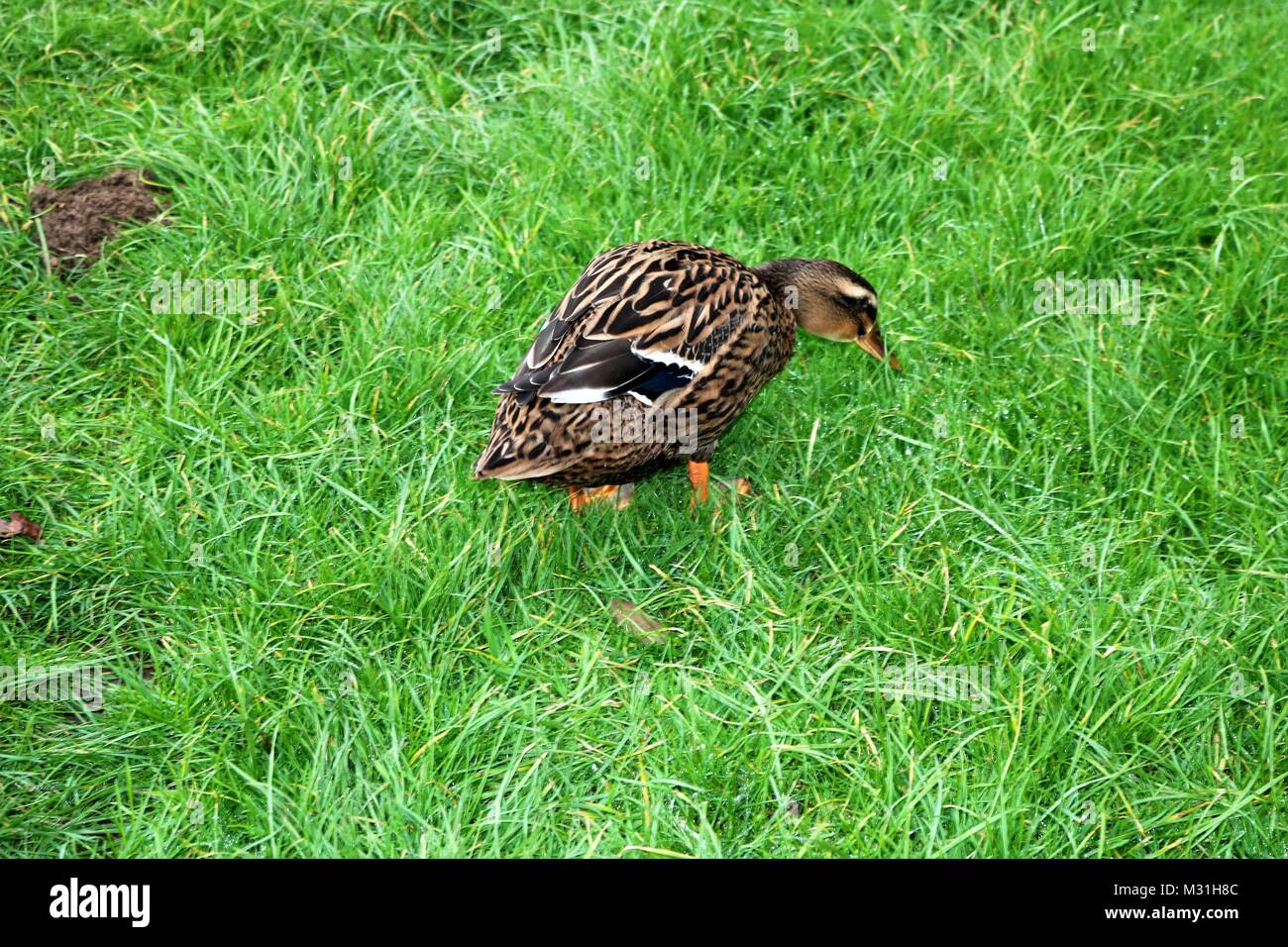 Duck feet hi-res stock photography and images - Alamy