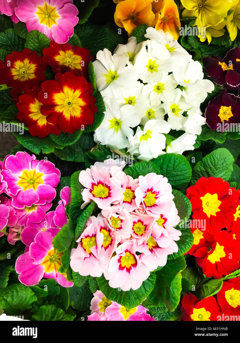 Background of flowers from colorful spring flowers primrose Stock Photo ...